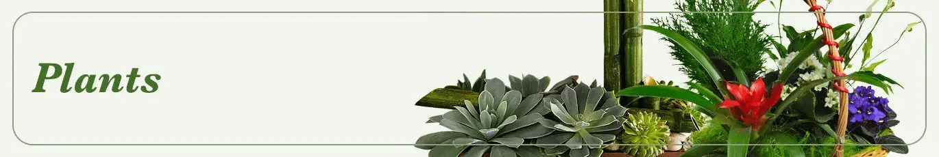 Plants | Cairo Flowers | Cairo Florist | Premium Florist World